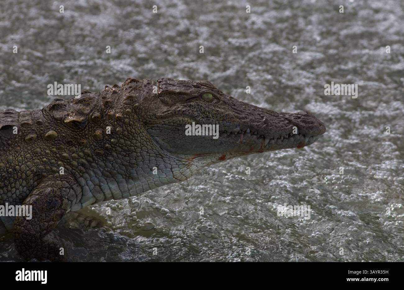 Crocodile in the water with its head up and resting, stalking for prey ...