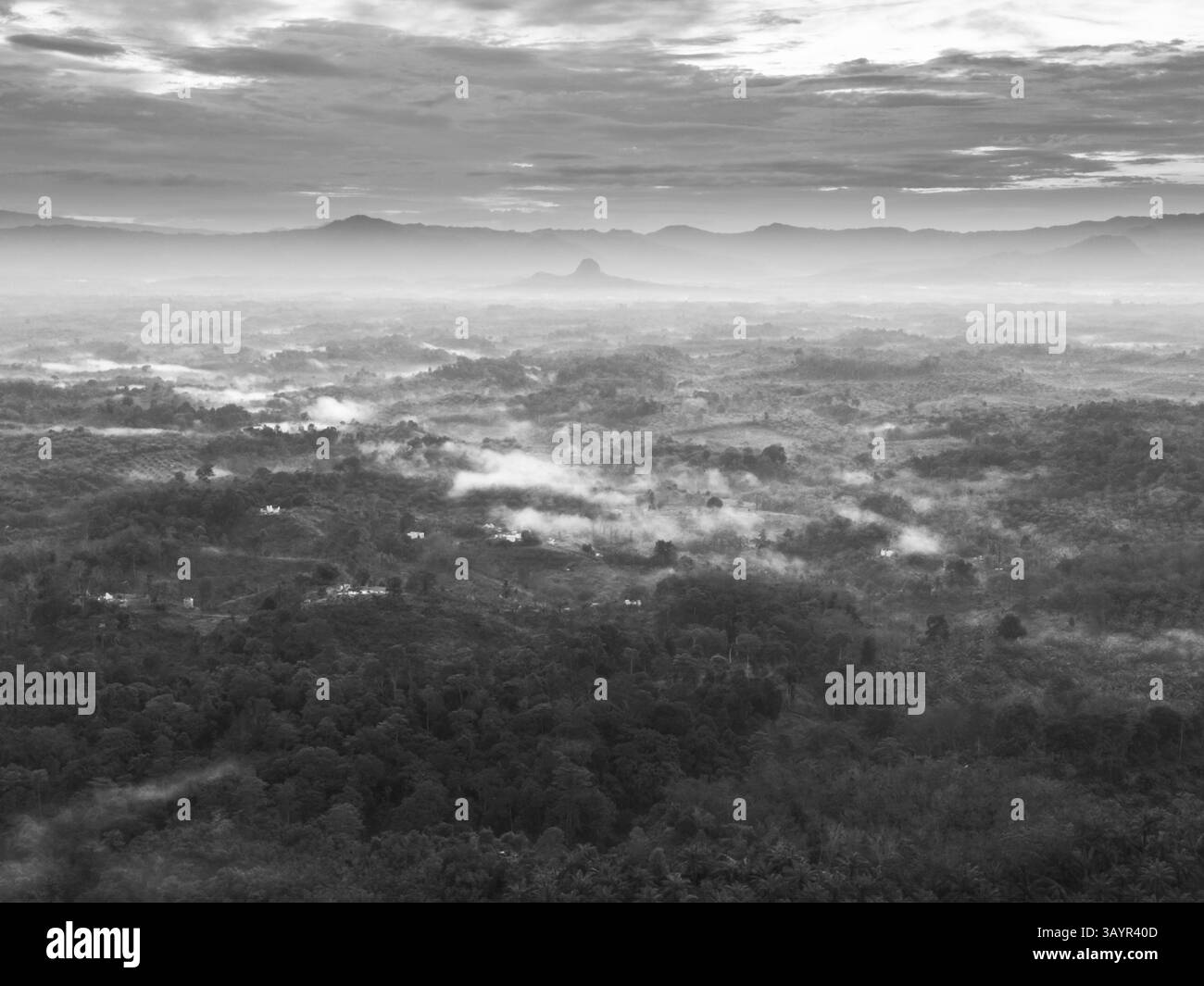 Beautiful natural plant video background Black and White Stock Photos ...