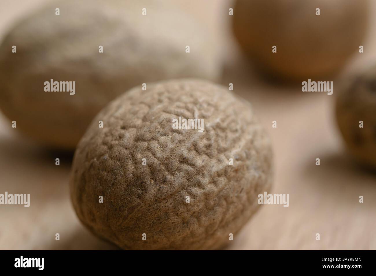 A close-up of whole nutmeg seeds Stock Photo - Alamy