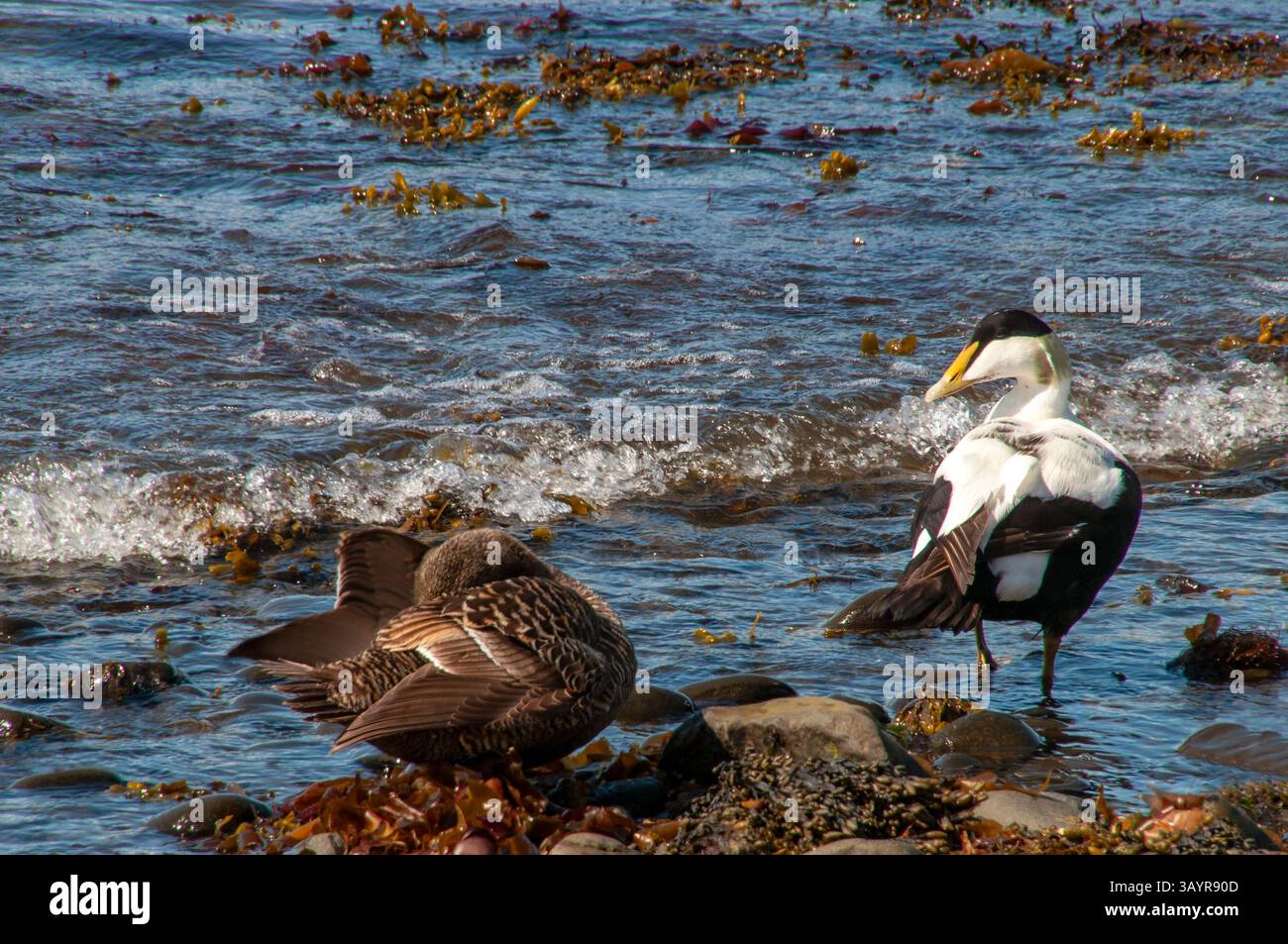 The common eider also known as St.Cuthbert's duck or Cuddy's duck Stock ...