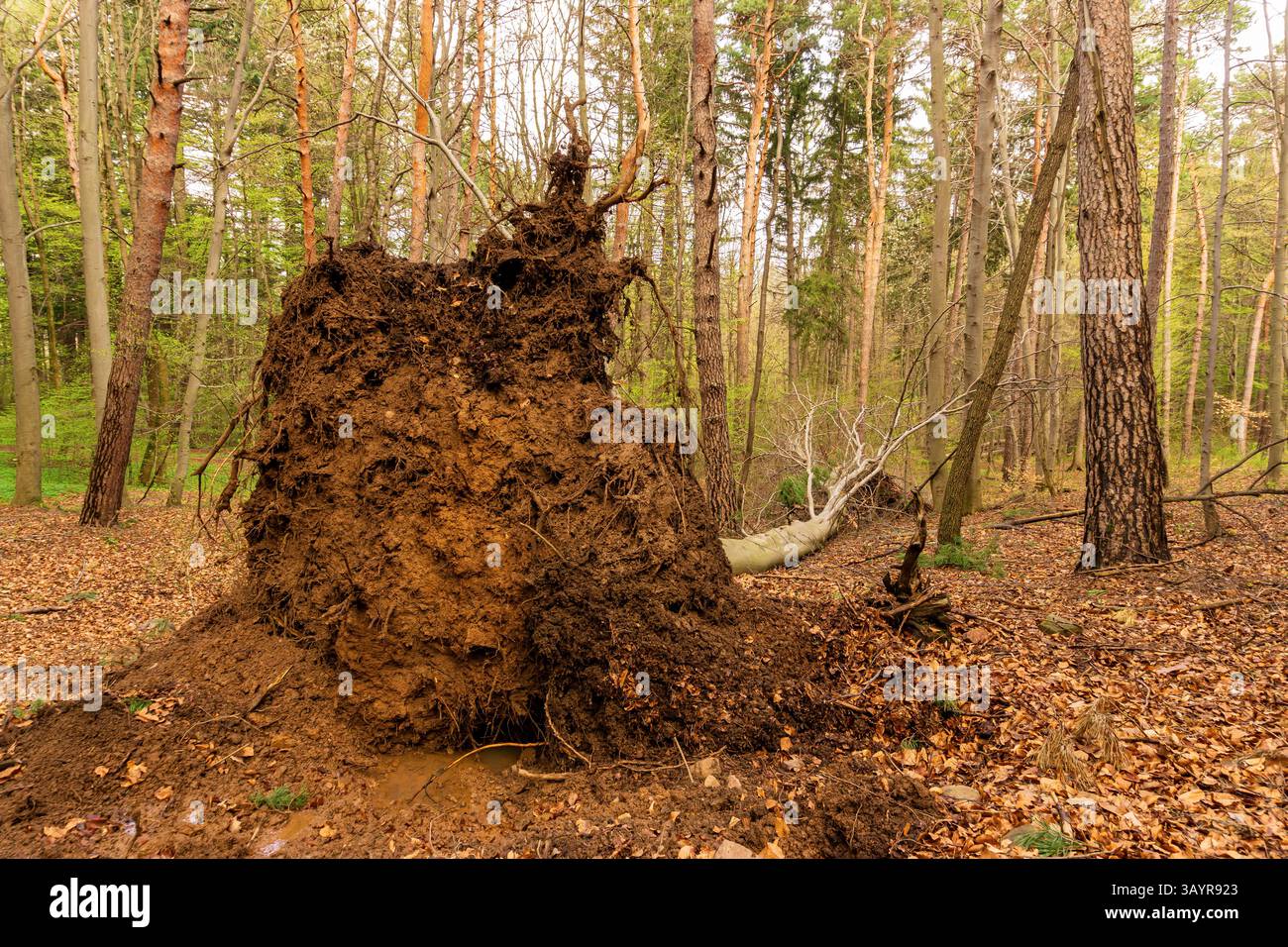 Fallen pine tree in forest hi-res stock photography and images - Alamy