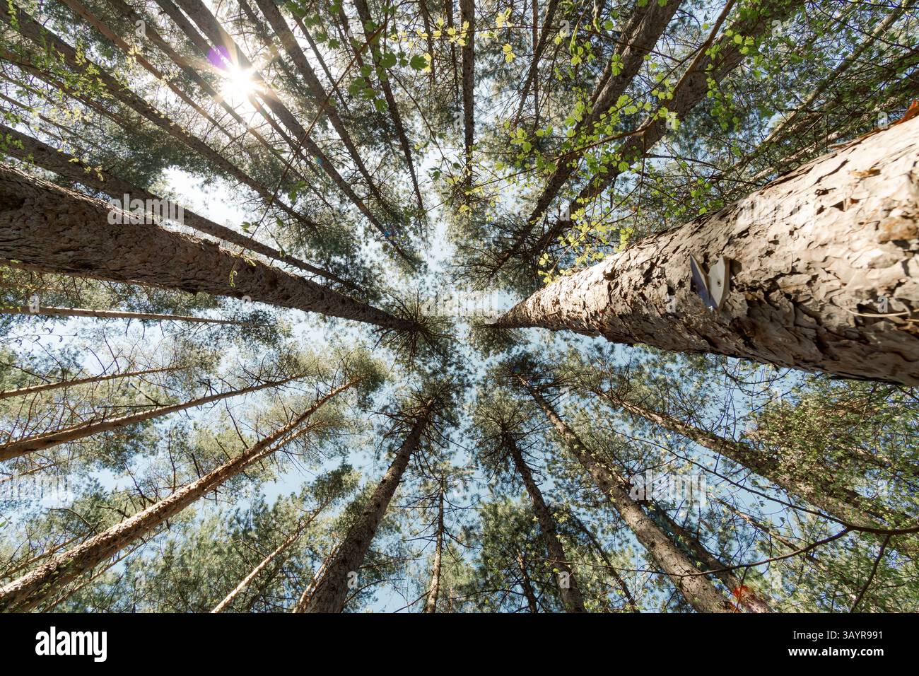 Vertical shot branches pine hi-res stock photography and images - Alamy