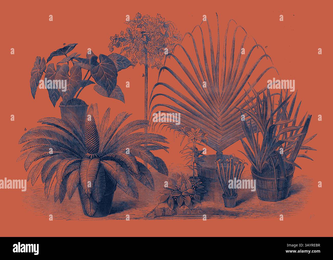 A collection of various plants displayed in decorative pots, showcasing ...