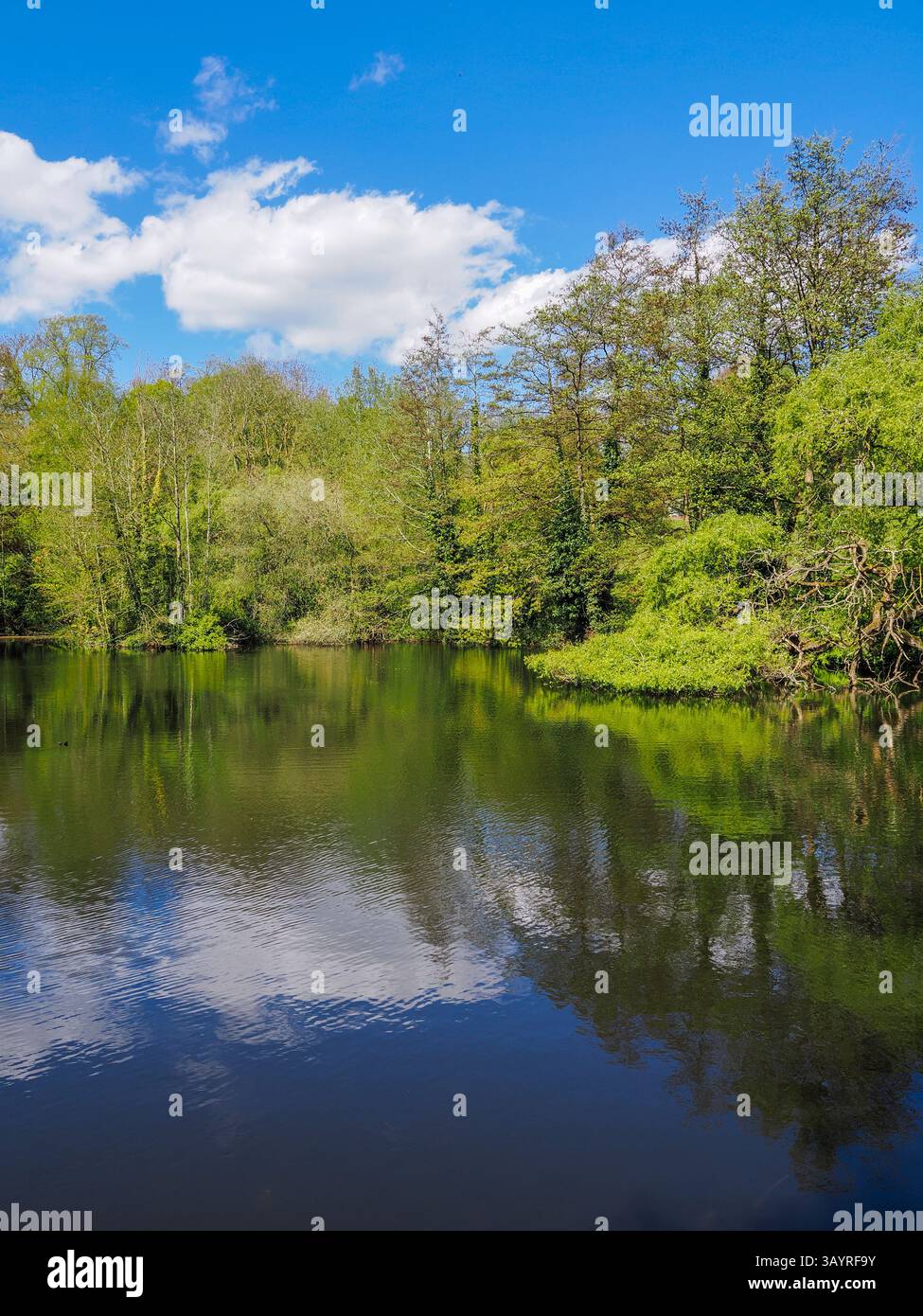 Trees Reflecting in Water, Middle Pond, Waterloo Park, Highgate, London ...