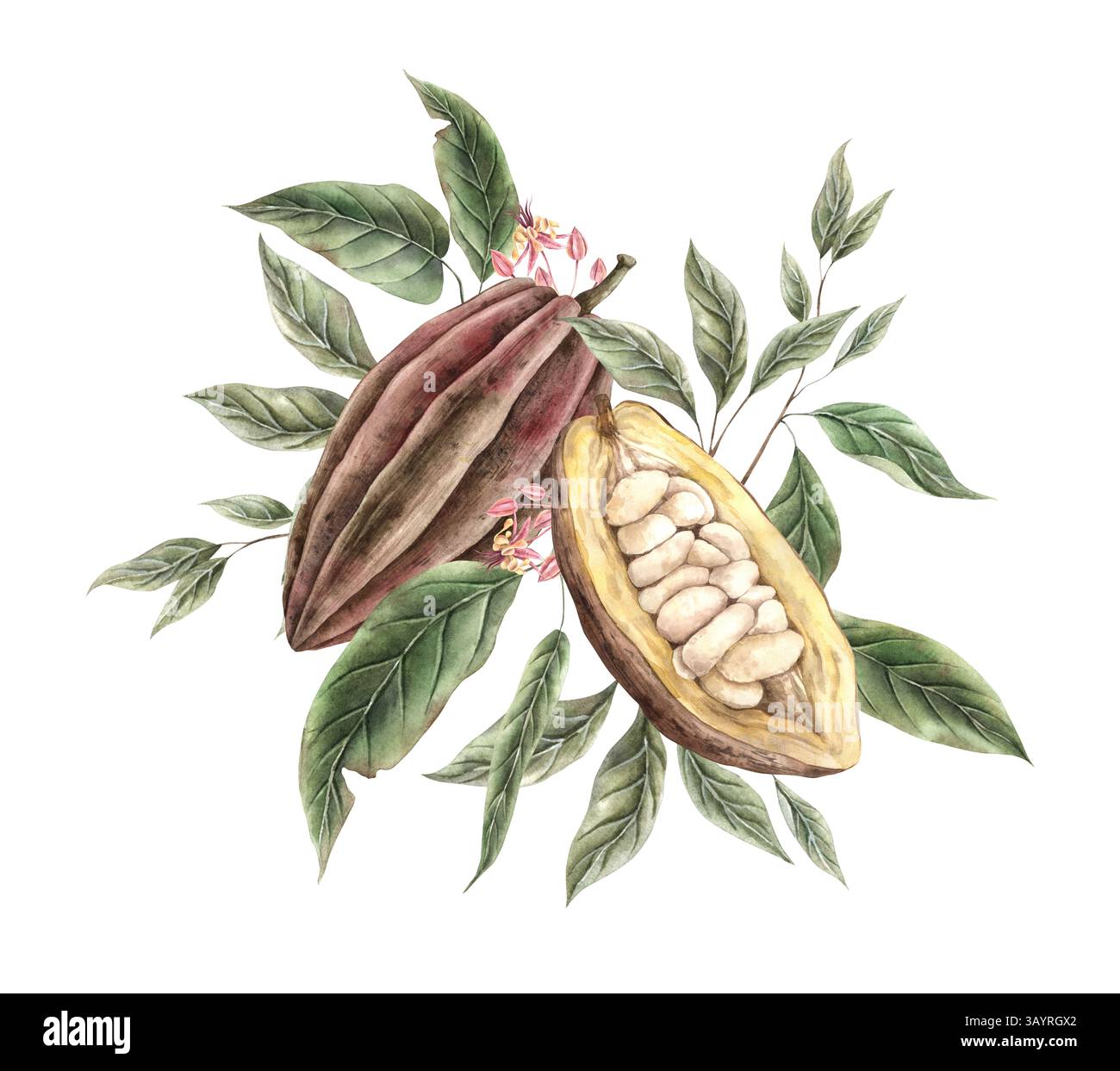 Cocoa beans brown, whole and half, green leaves and pink flowers around. Hand painted watercolor ...