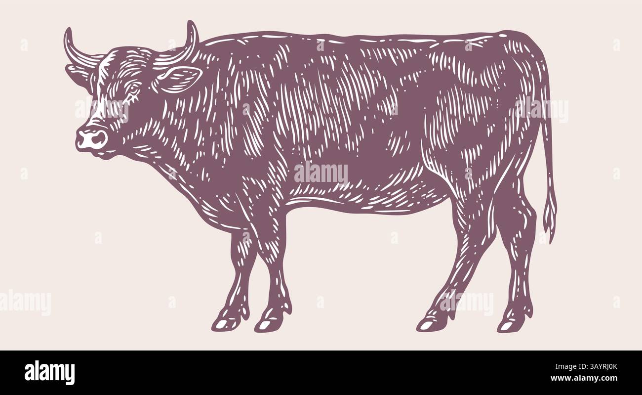 Cow, bull, beef. Vintage retro print Stock Vector Image & Art - Alamy