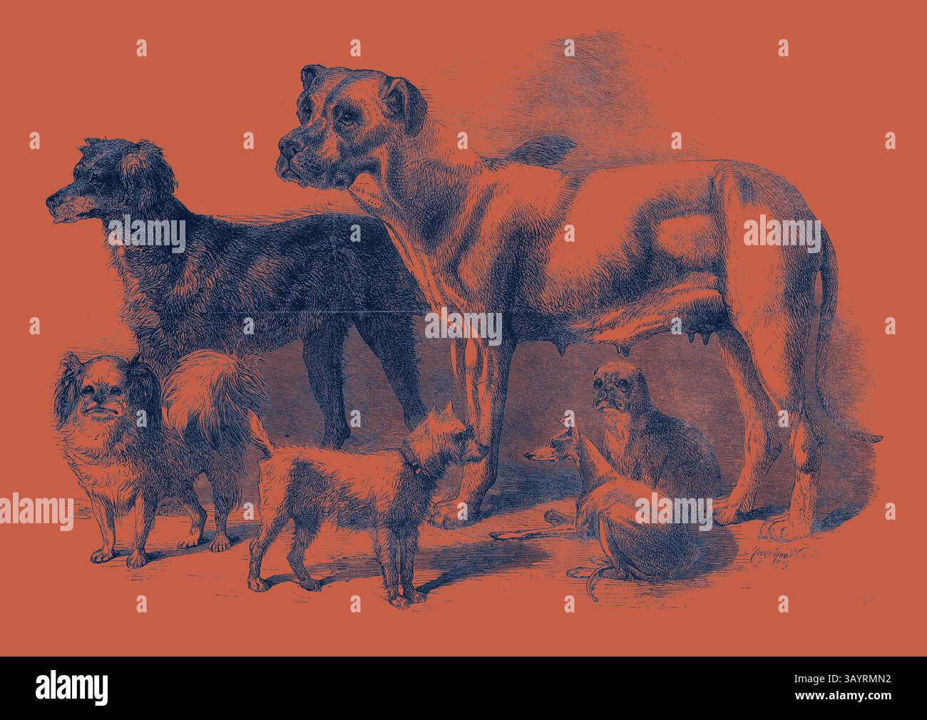 Group of five dogs of various breeds hi-res stock photography and ...