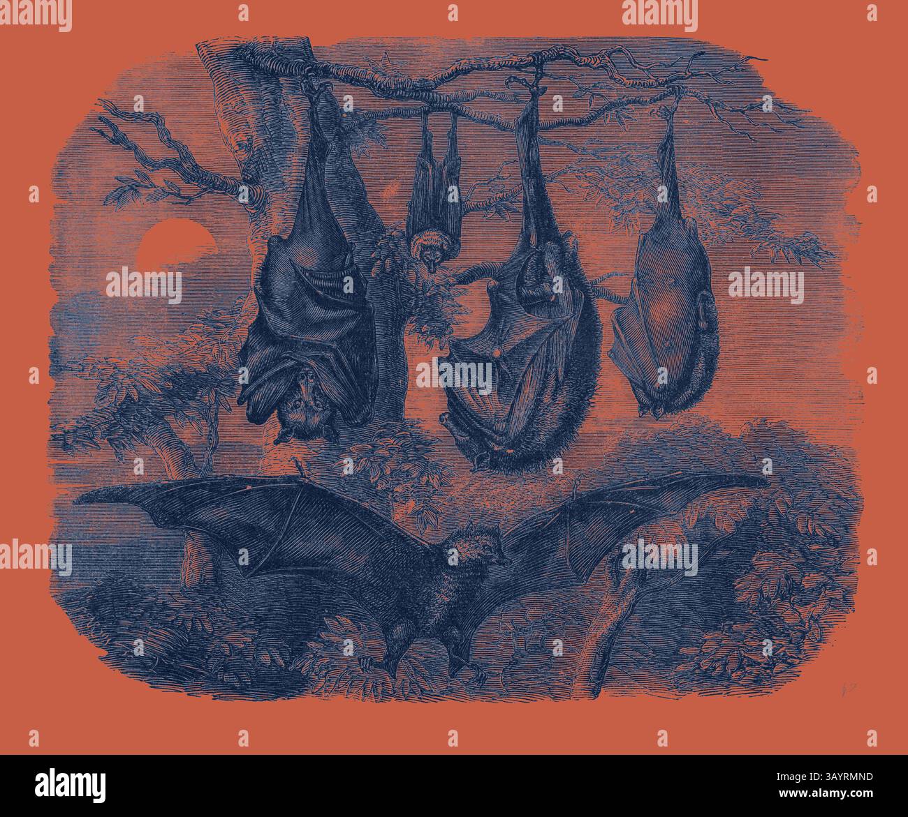 Artistic depiction of bats hi-res stock photography and images - Alamy