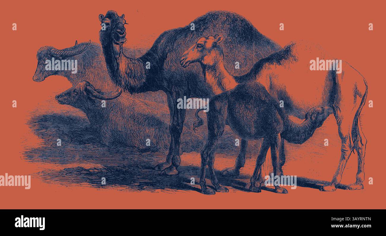 A group of animals, including a camel and a bull, stands together in a ...