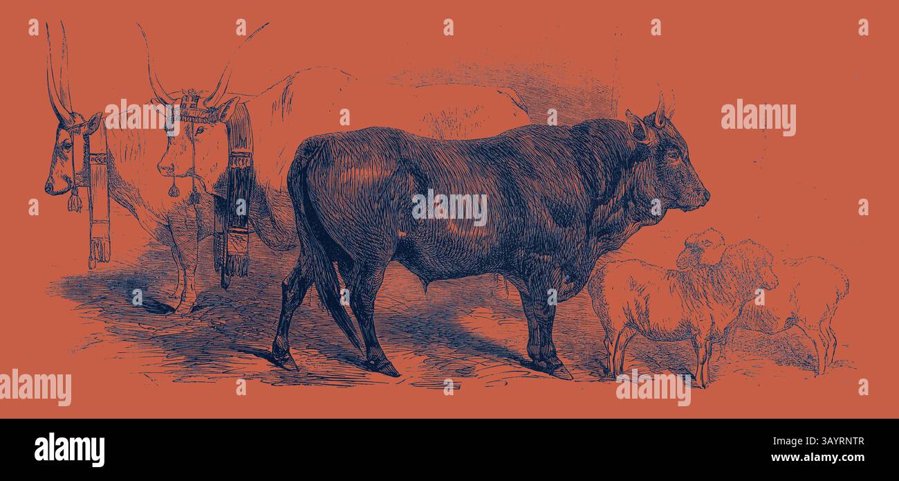 A group of farm animals, including a sturdy bull and two sheep, are ...