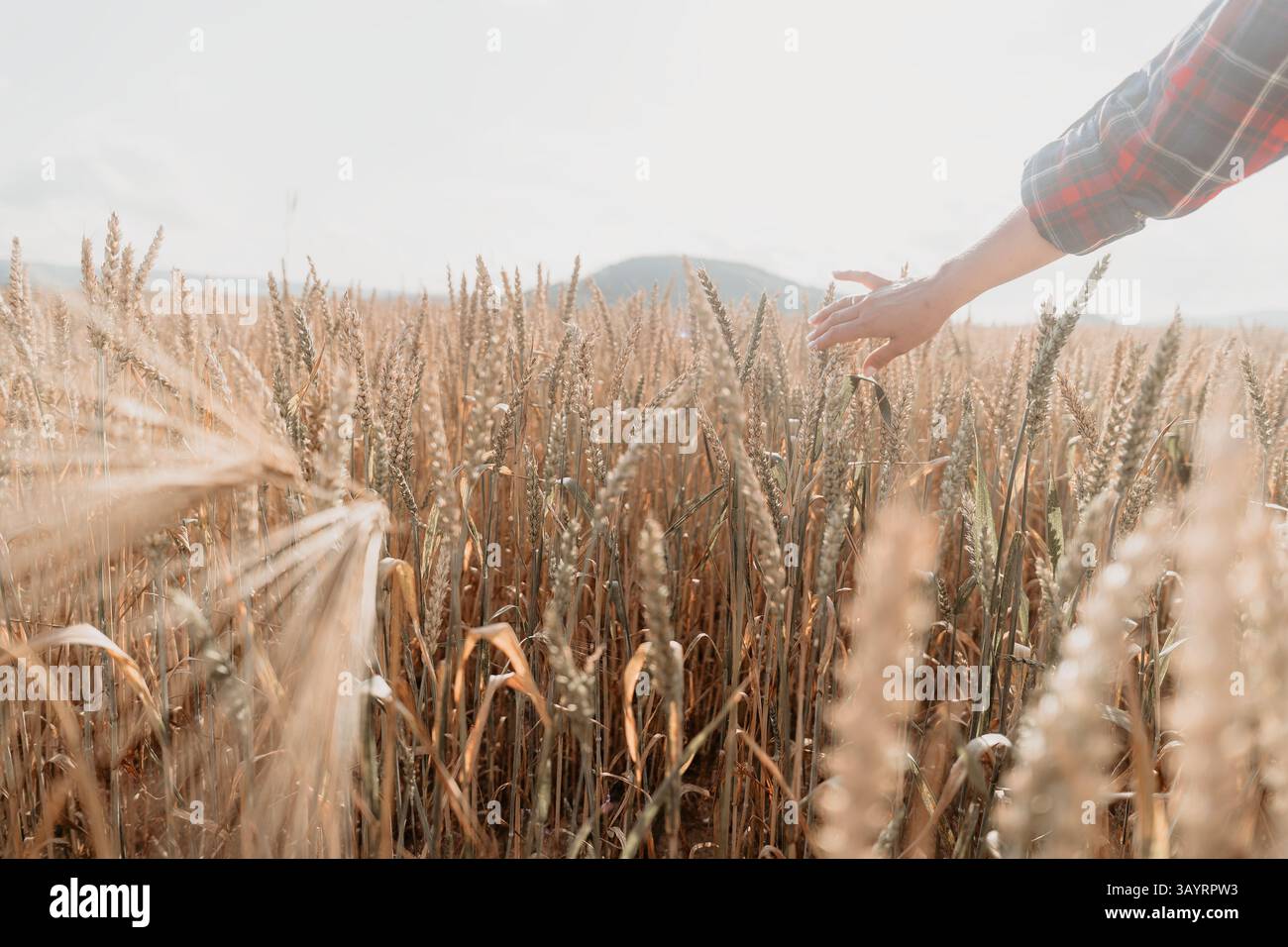 Hand Reaching Through a Golden Wheat Field Stock Photo - Alamy