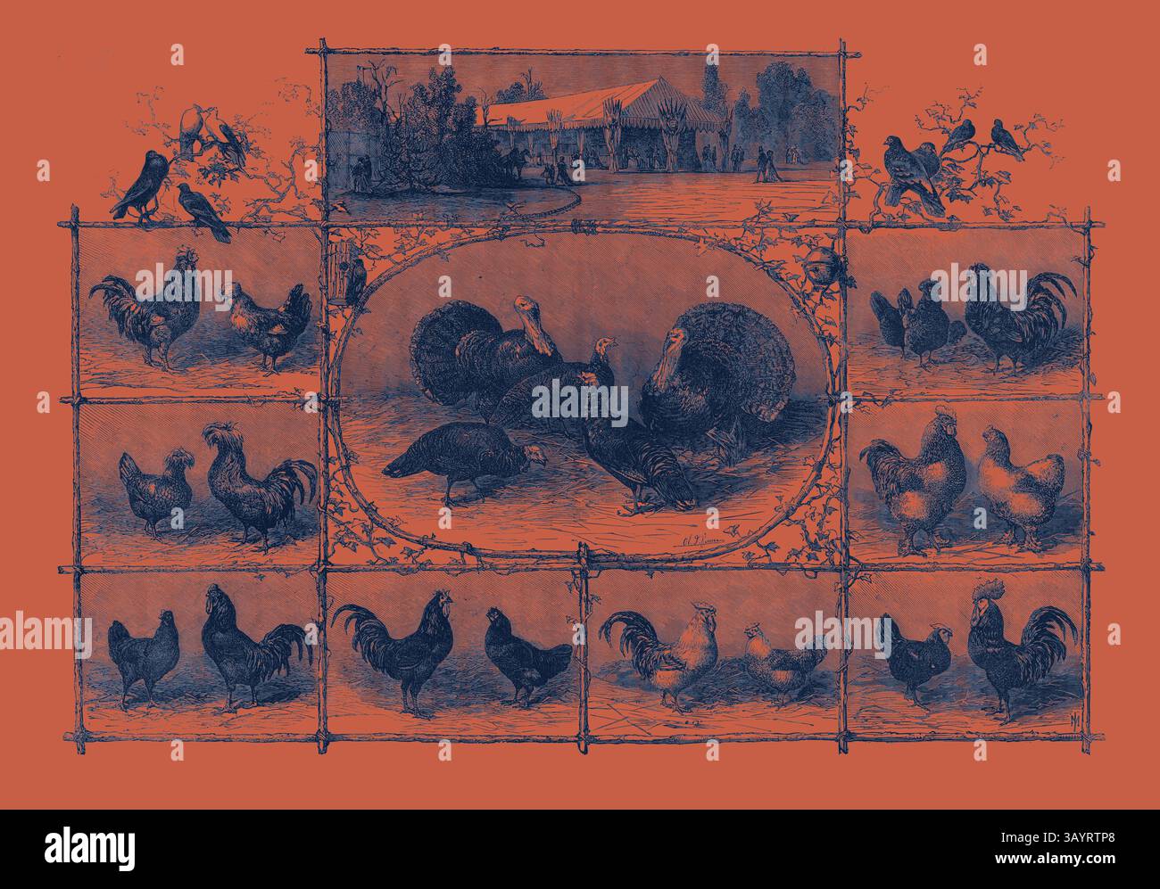 An intricate collage featuring various breeds of chickens and turkeys ...