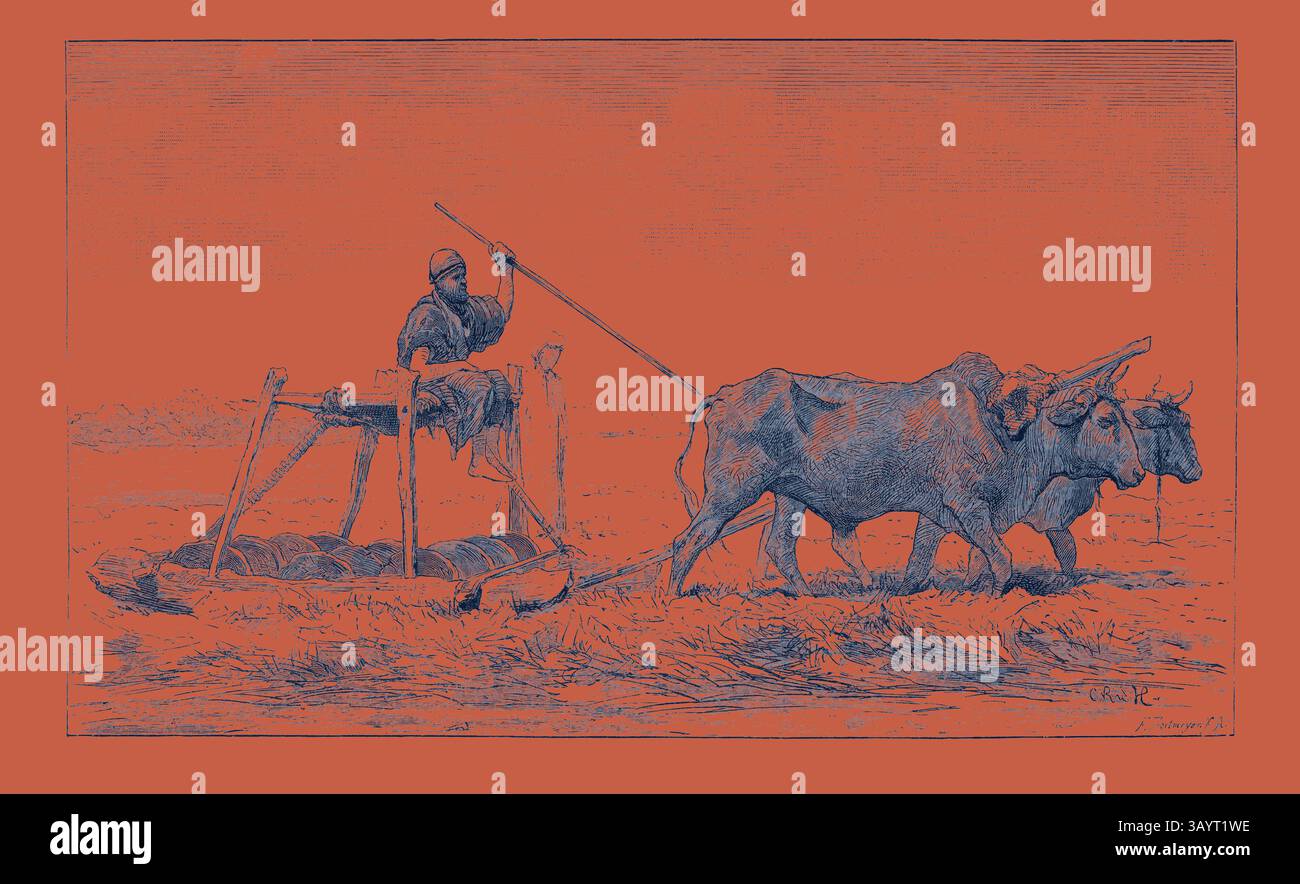 A farmer guides a pair of oxen as they pull a plow across a field ...