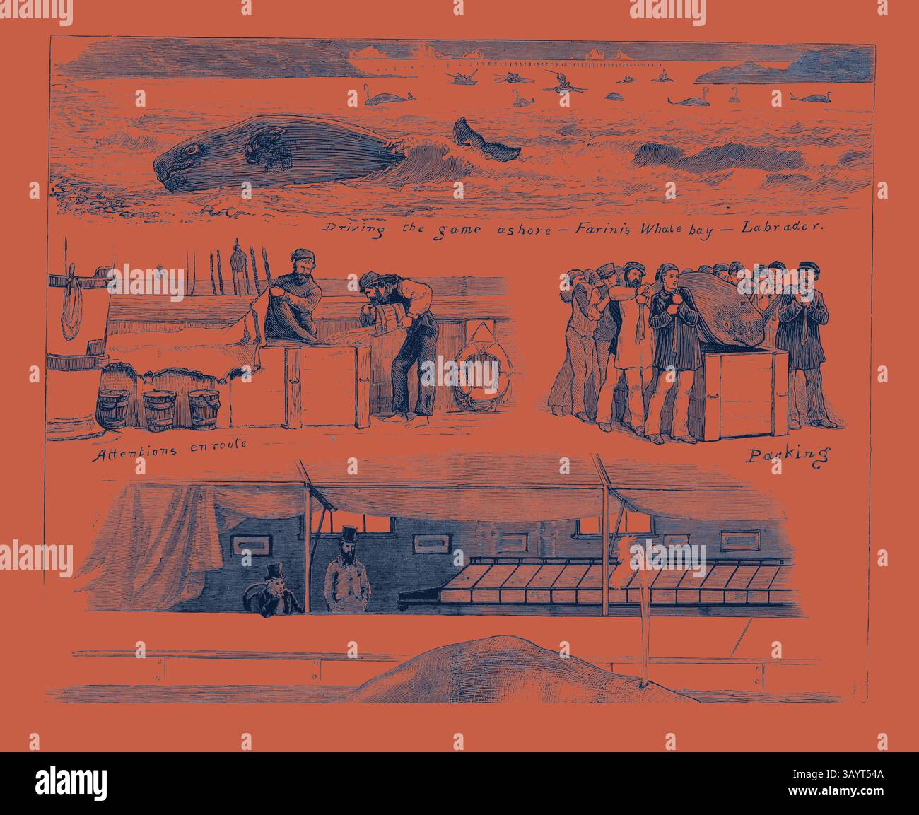 A series of illustrated scenes depicting the whaling industry: a whale ...