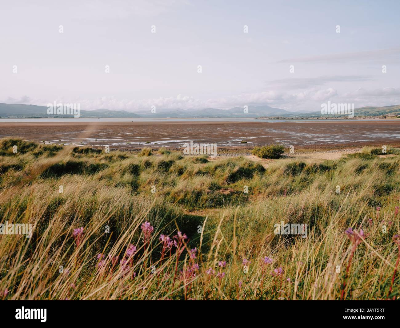 Sandscale Haws national nature reserve and the distant Lake District ...