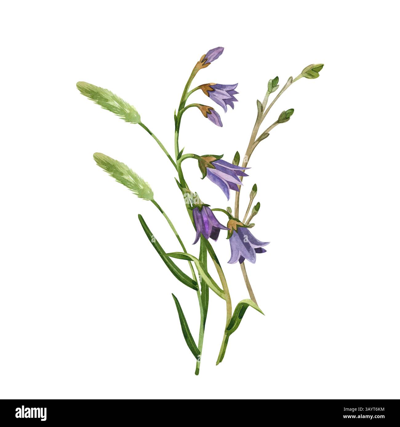 Flower bouquet of meadow flowers, purple bells, timothy grass, young ...