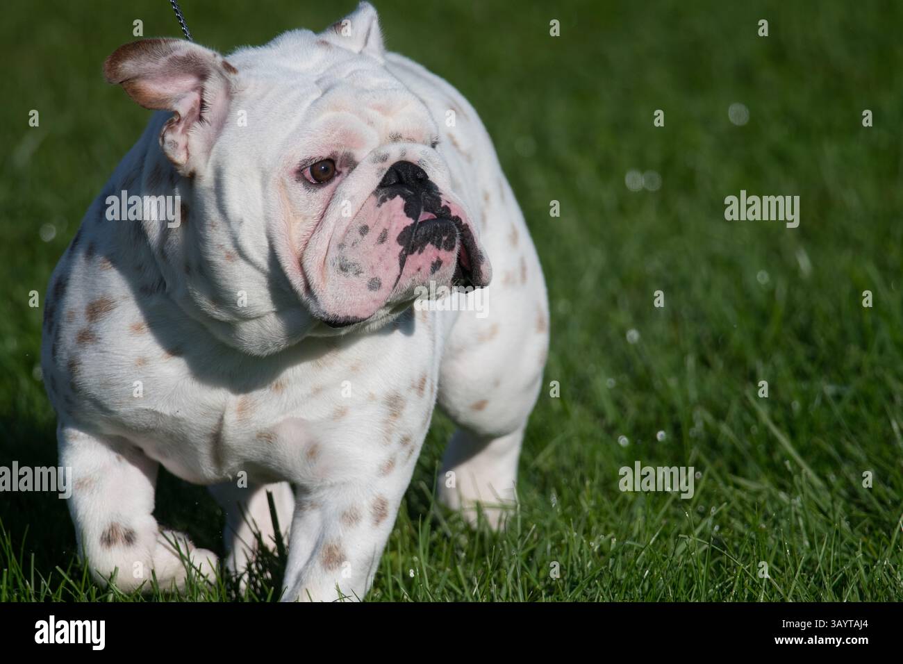 English bulldog dog show hi-res stock photography and images - Alamy