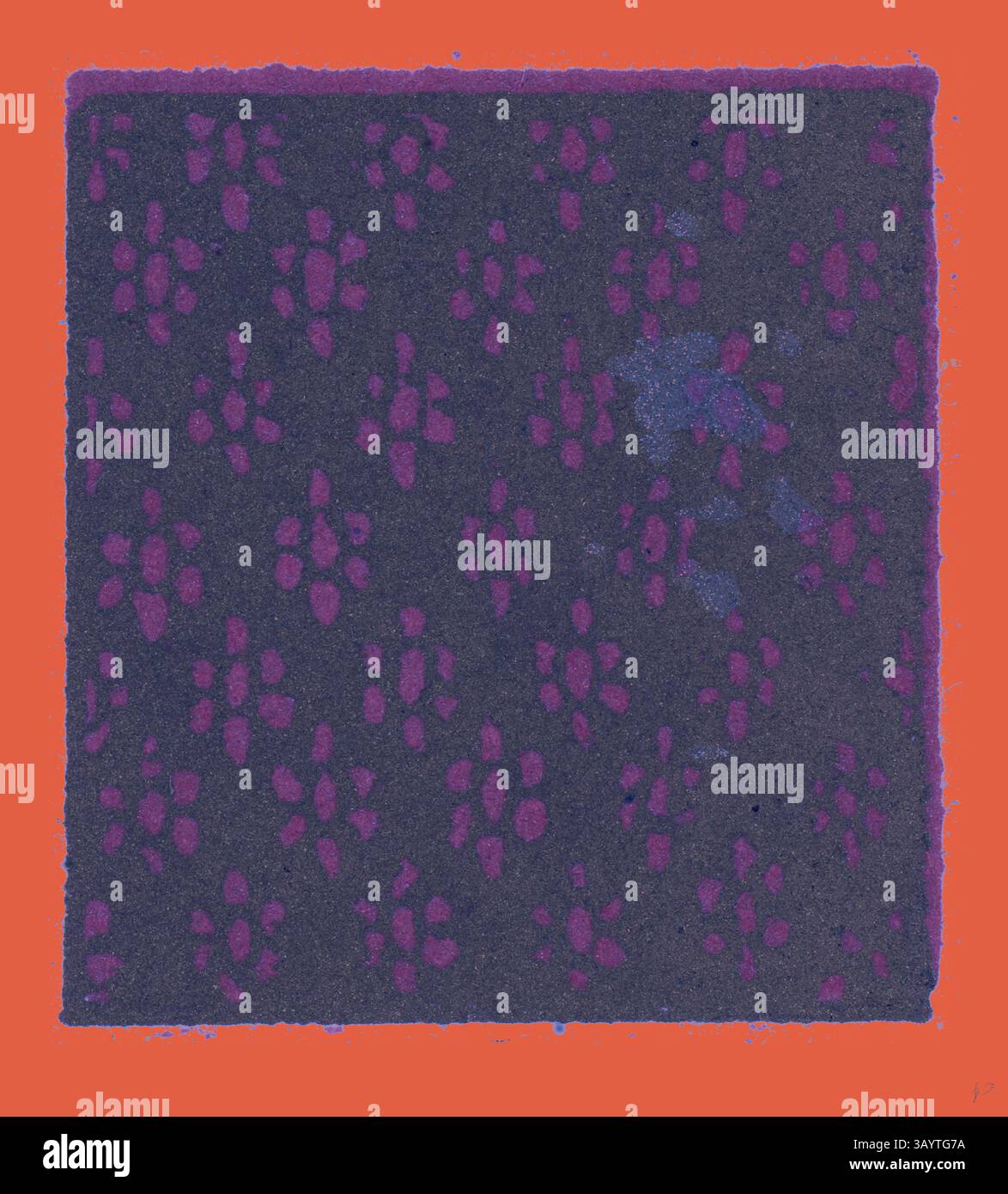 Textured pattern of paw prints in shades of purple hi-res stock ...