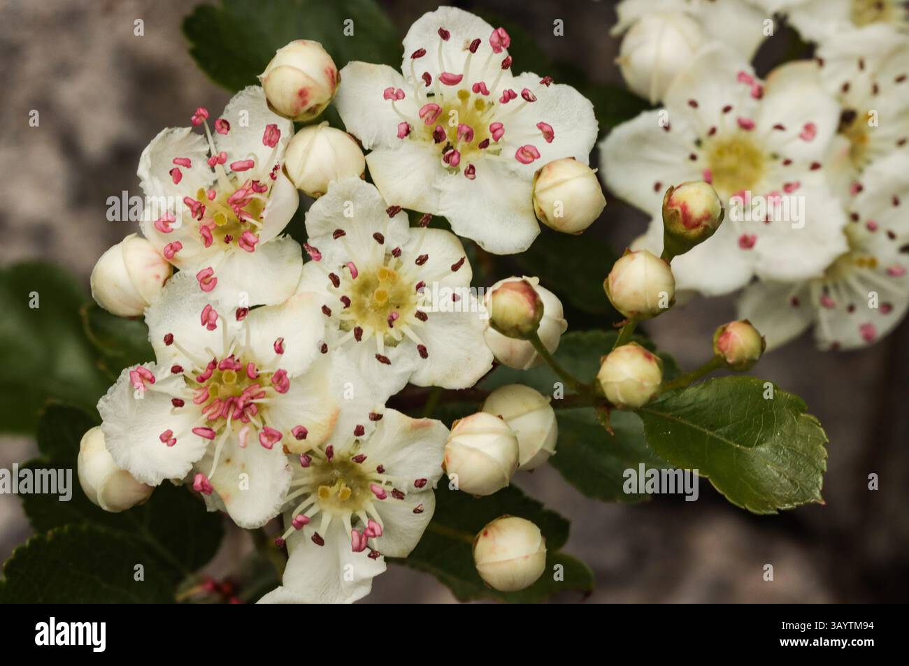 English hawthorn bloom, mayflower Stock Photo - Alamy