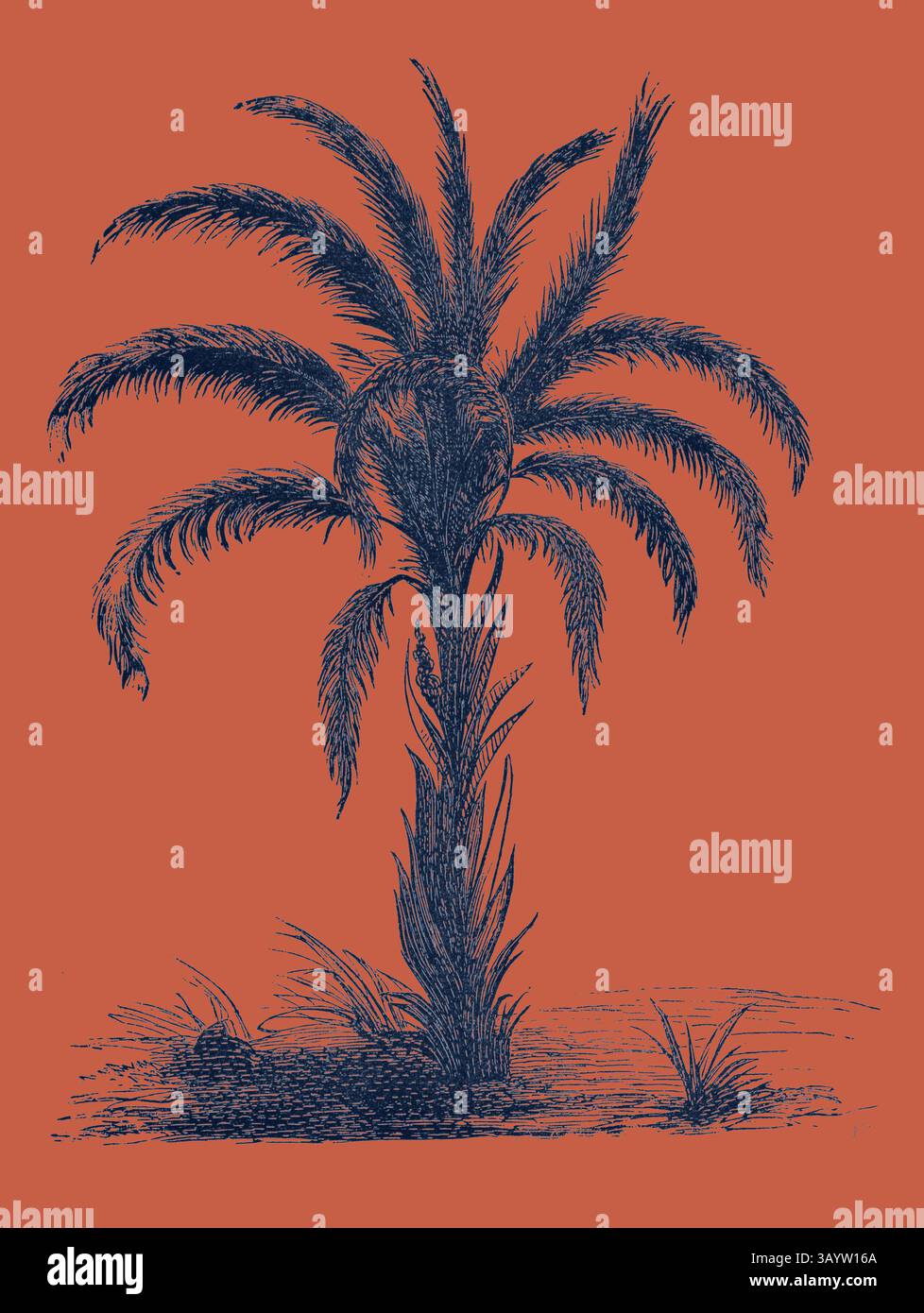 A tall palm tree with feathery fronds rises prominently against a warm ...