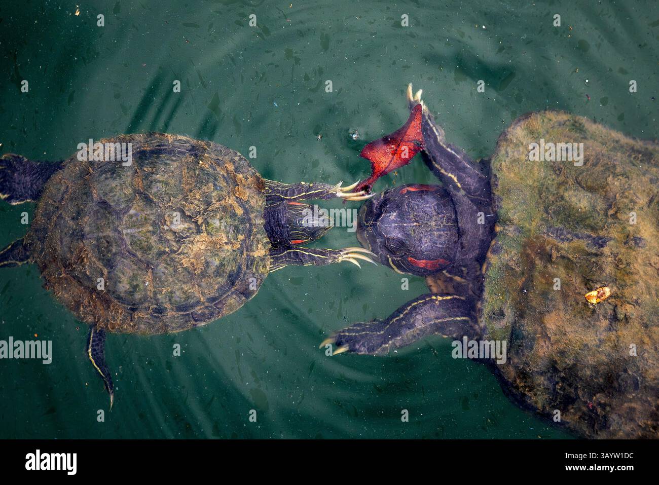 Red-eared Slider - Trachemys scripta elegans, beautiful colored ...