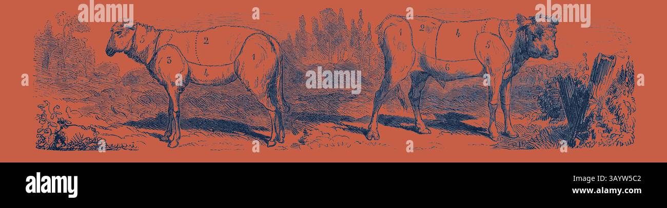 A vintage illustration depicting the anatomy of a cow, labeled to show ...