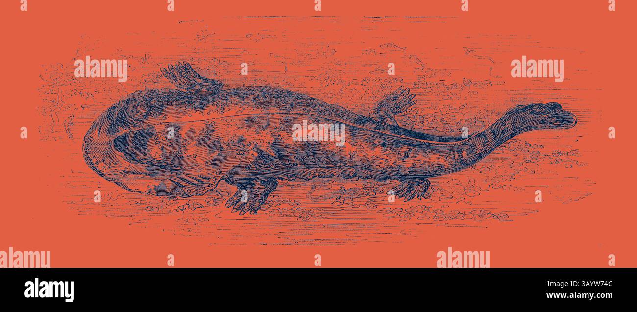Amphibian limbs hi-res stock photography and images - Alamy
