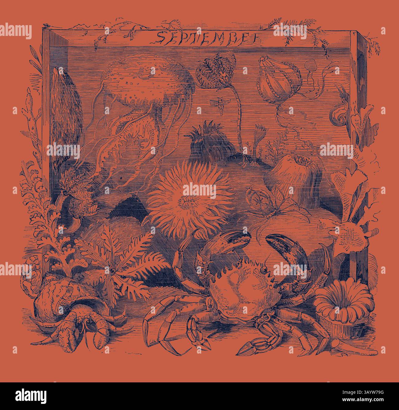A detailed illustration featuring various marine life, including crabs ...
