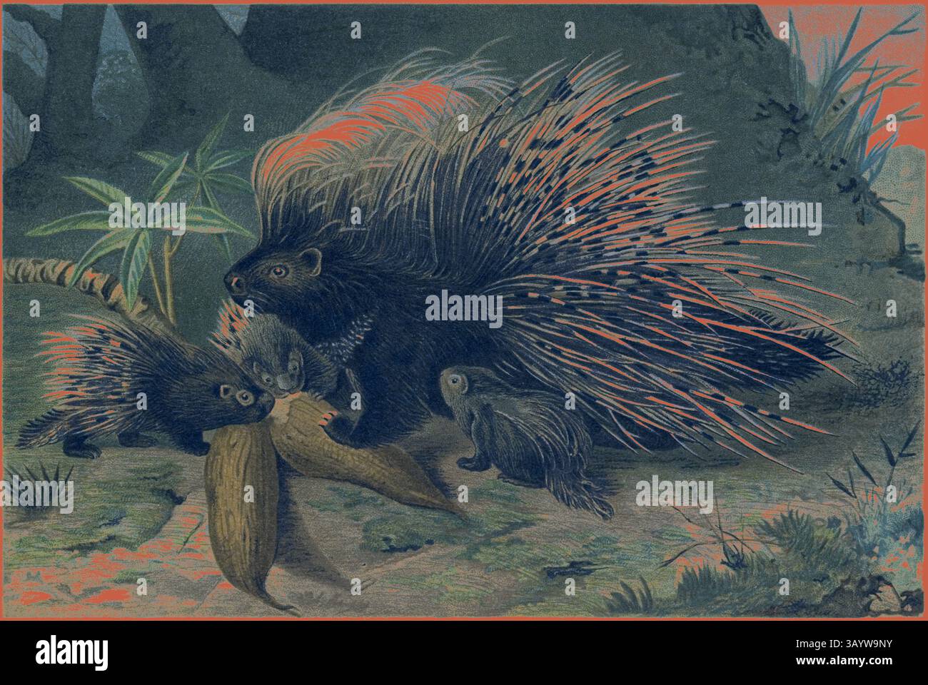 Impressive quills hi-res stock photography and images - Alamy