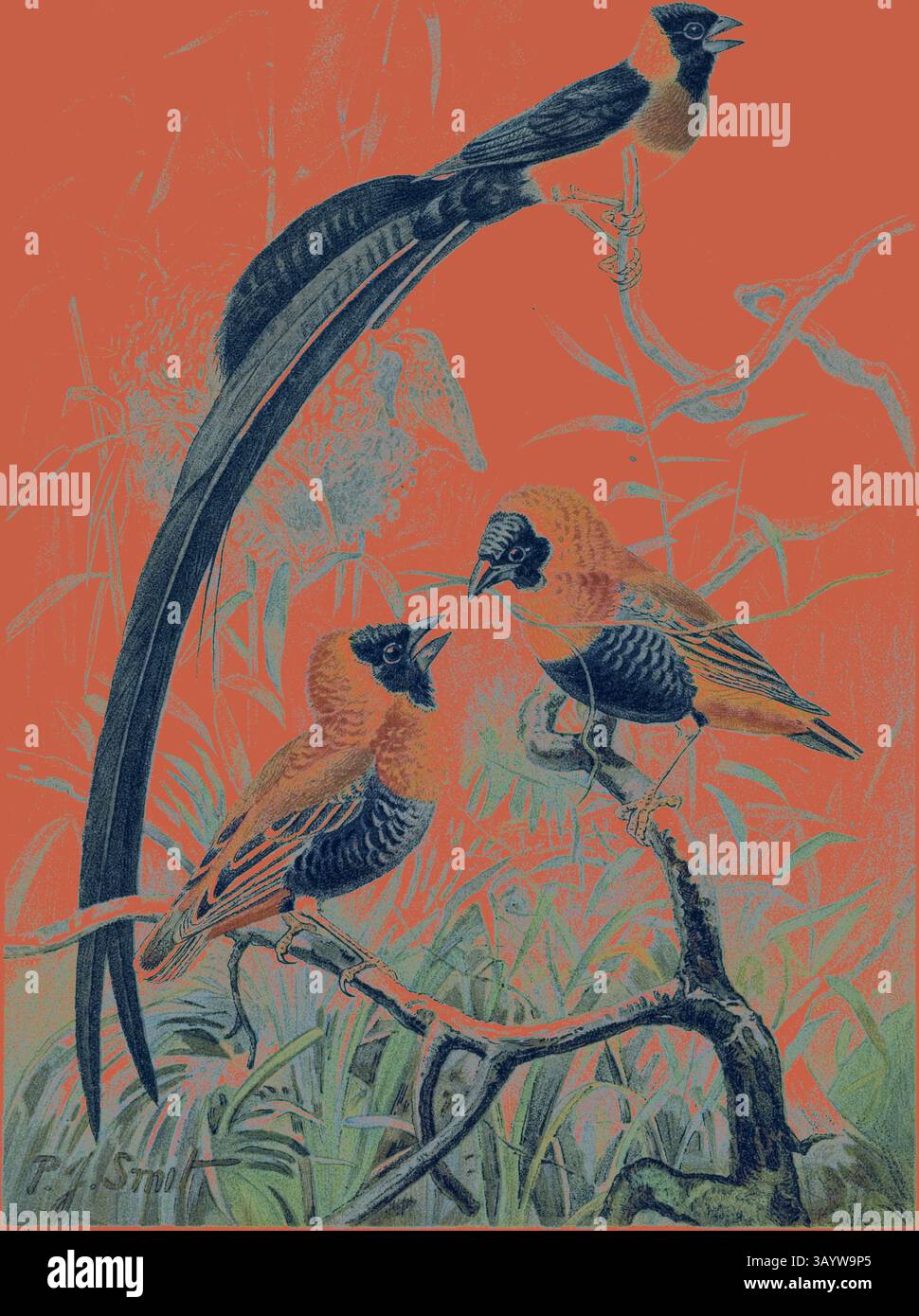 Long tailed bird elegantly poised hi-res stock photography and images ...