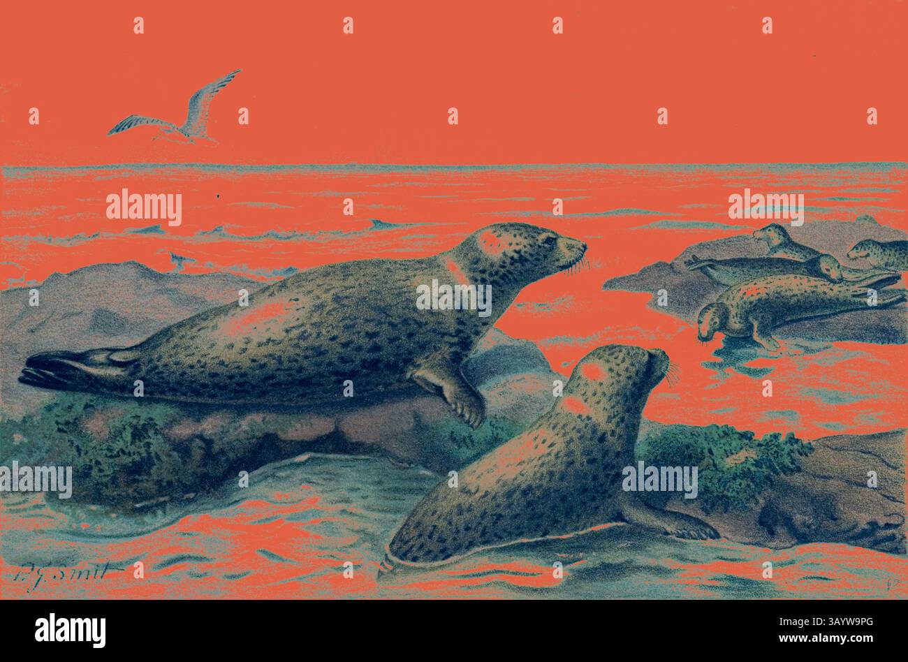 A serene coastal scene features seals lounging on rocky outcrops, while ...