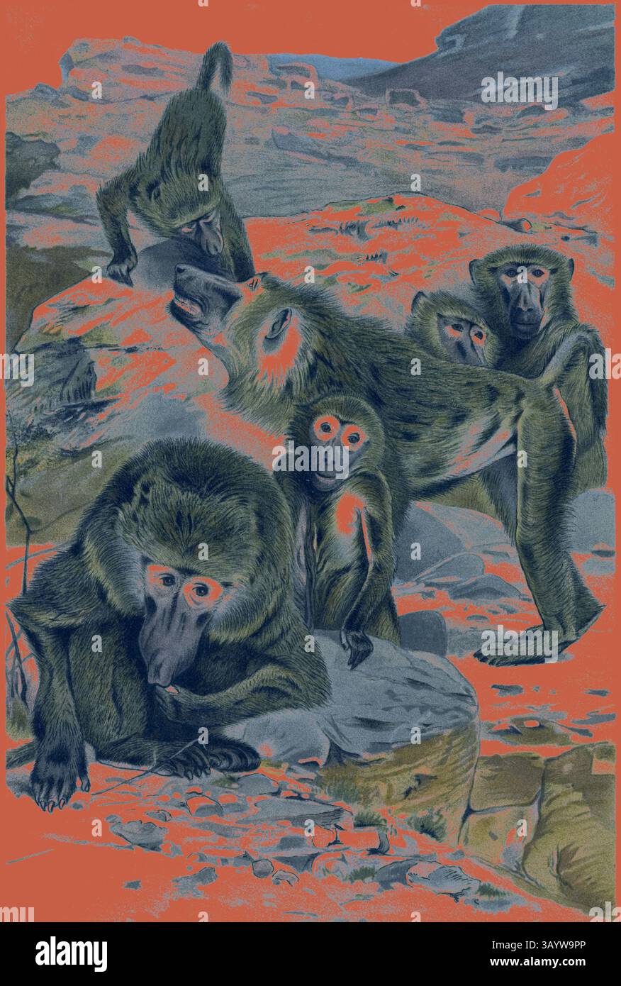 Group of baboons congregates on rocky terrain hi-res stock photography ...