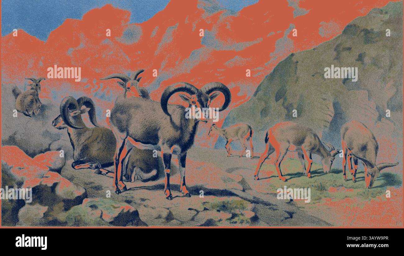 Group of majestic rams hi-res stock photography and images - Alamy