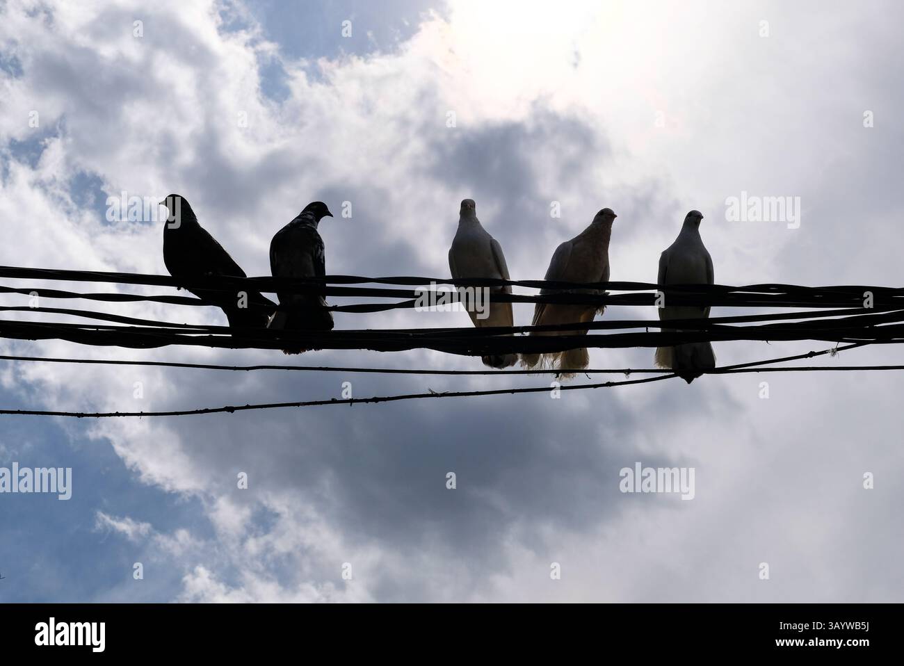 White pigeons black lines hi-res stock photography and images - Alamy