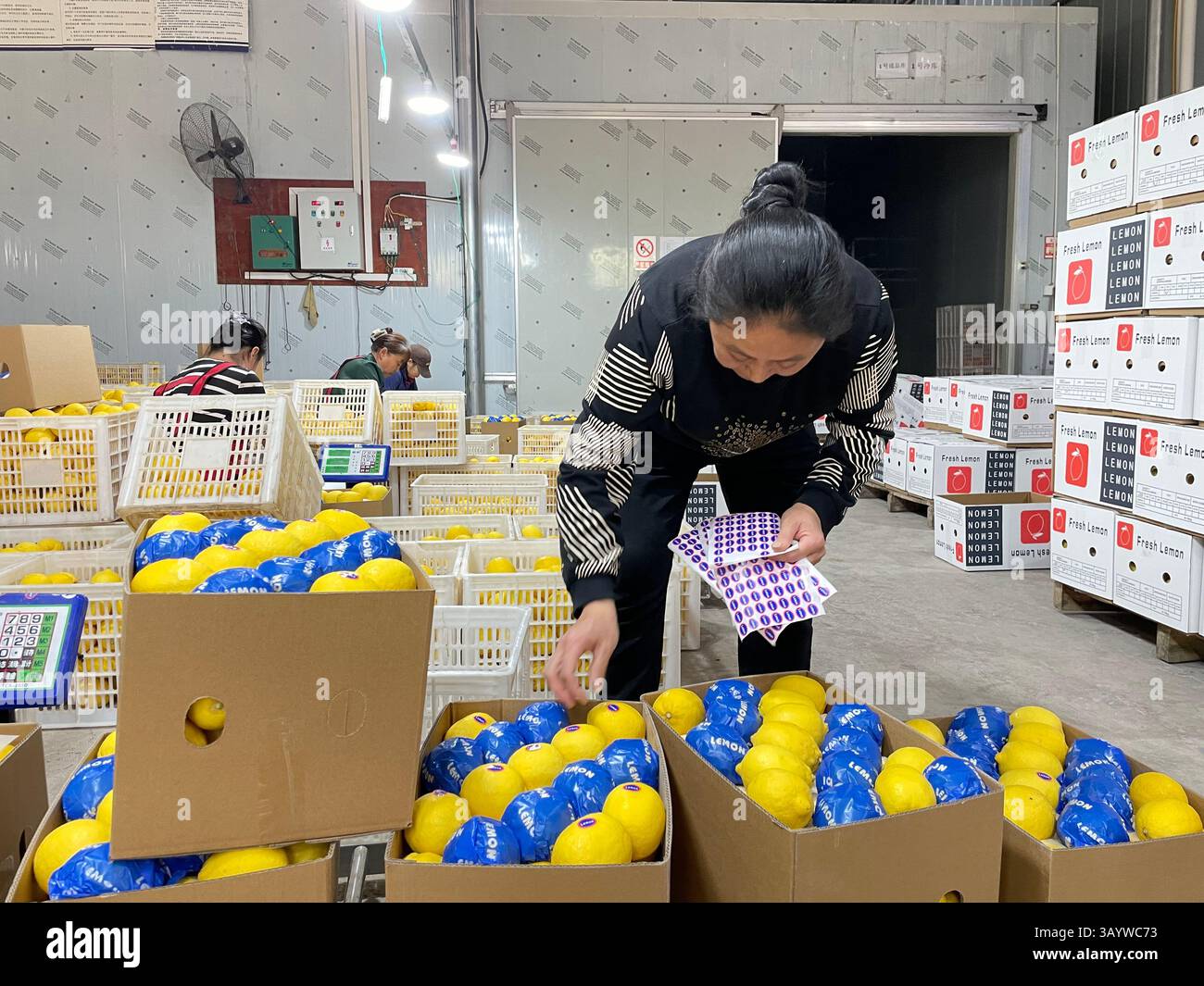 (250423) -- CHONGQING, April 23, 2025 (Xinhua) -- A staff member labels selected lemons for ...