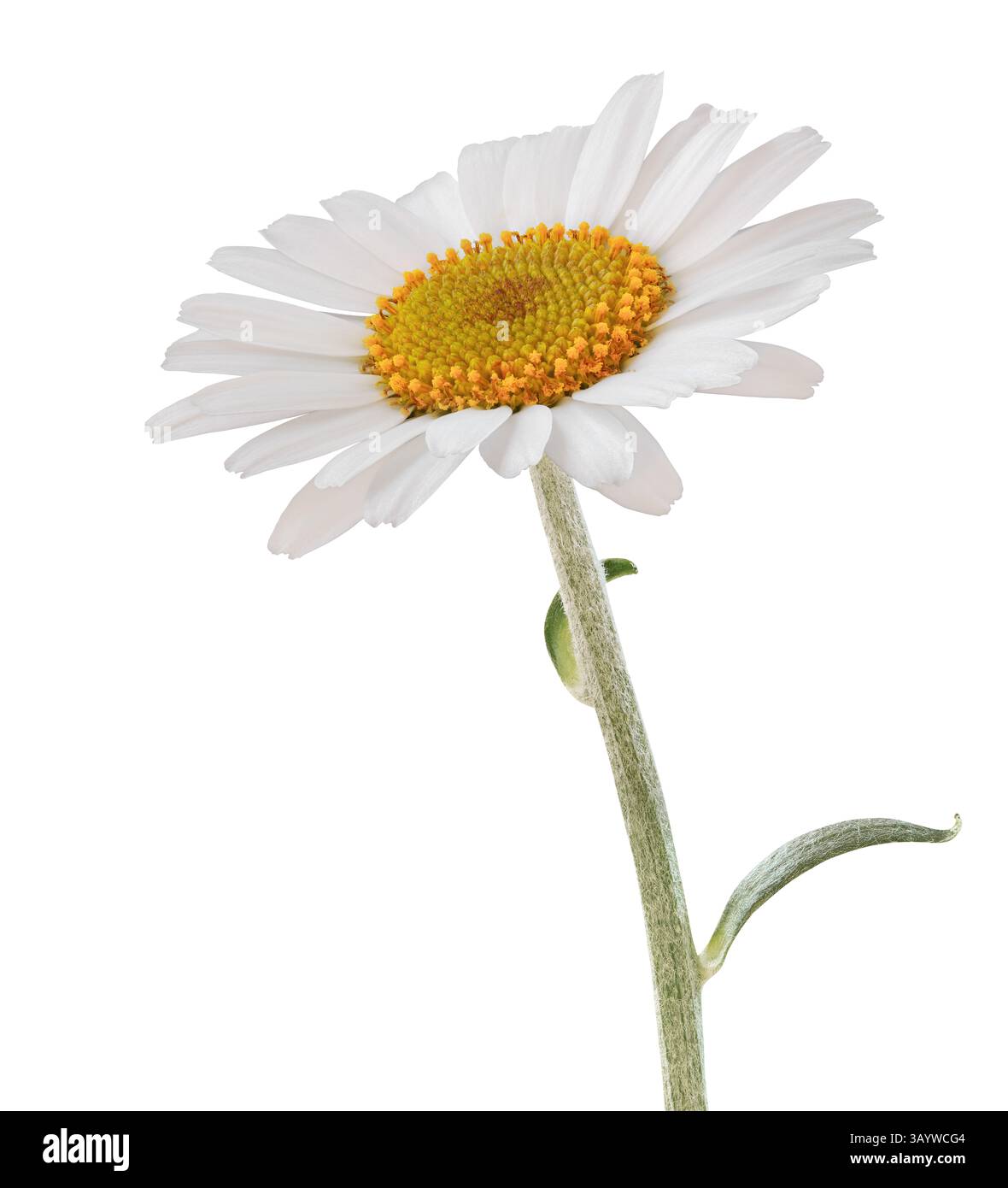 "Beautiful white Daisy in bloom" (Marguerite) isolated on white ...