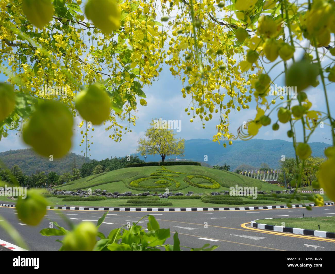 Cassia yellow golden shower trees blooming at Ratchaphruek flora Garden in Chiang Mai Stock ...