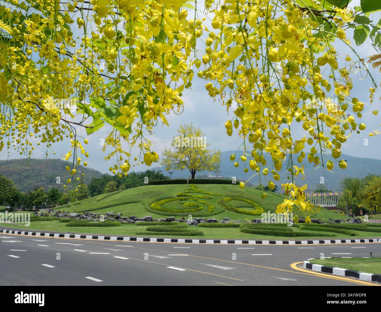 Cassia yellow golden shower trees blooming at Ratchaphruek flora Garden in Chiang Mai Stock ...