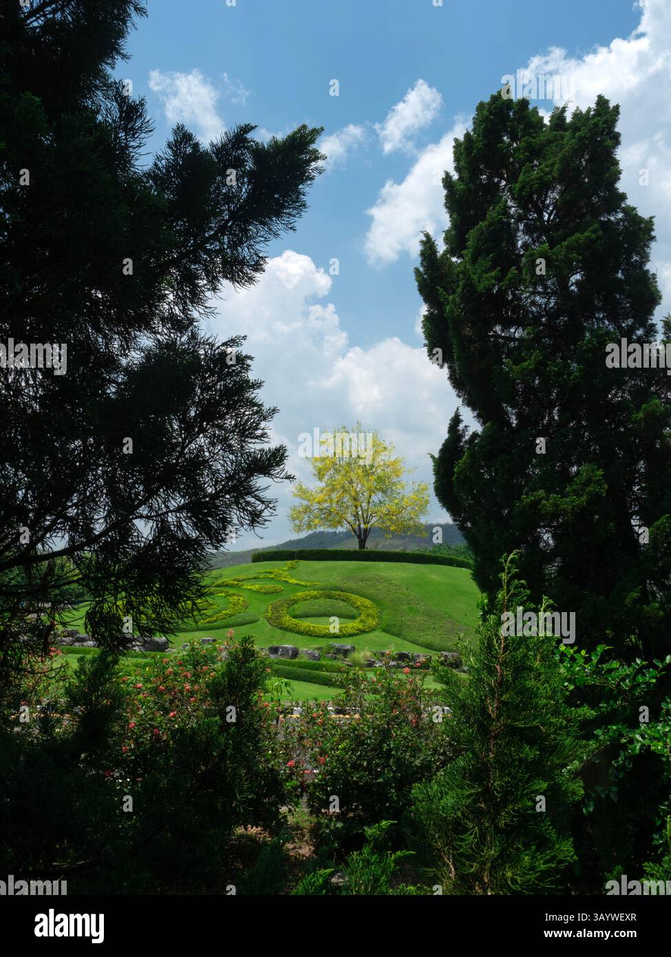 Cassia yellow golden shower trees blooming at Ratchaphruek flora Garden in Chiang Mai Stock ...