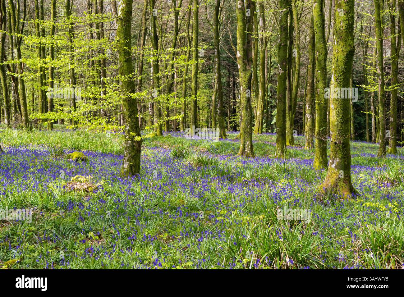 Hooke, Dorset, UK. 23rd April 2025. Bluebells carpet the woodland floor ...