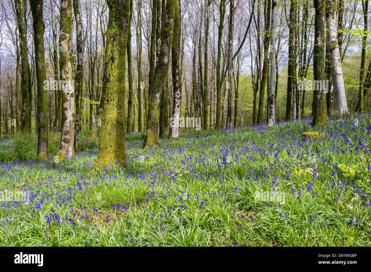 Hooke, Dorset, UK. 23rd April 2025. Bluebells carpet the woodland floor ...