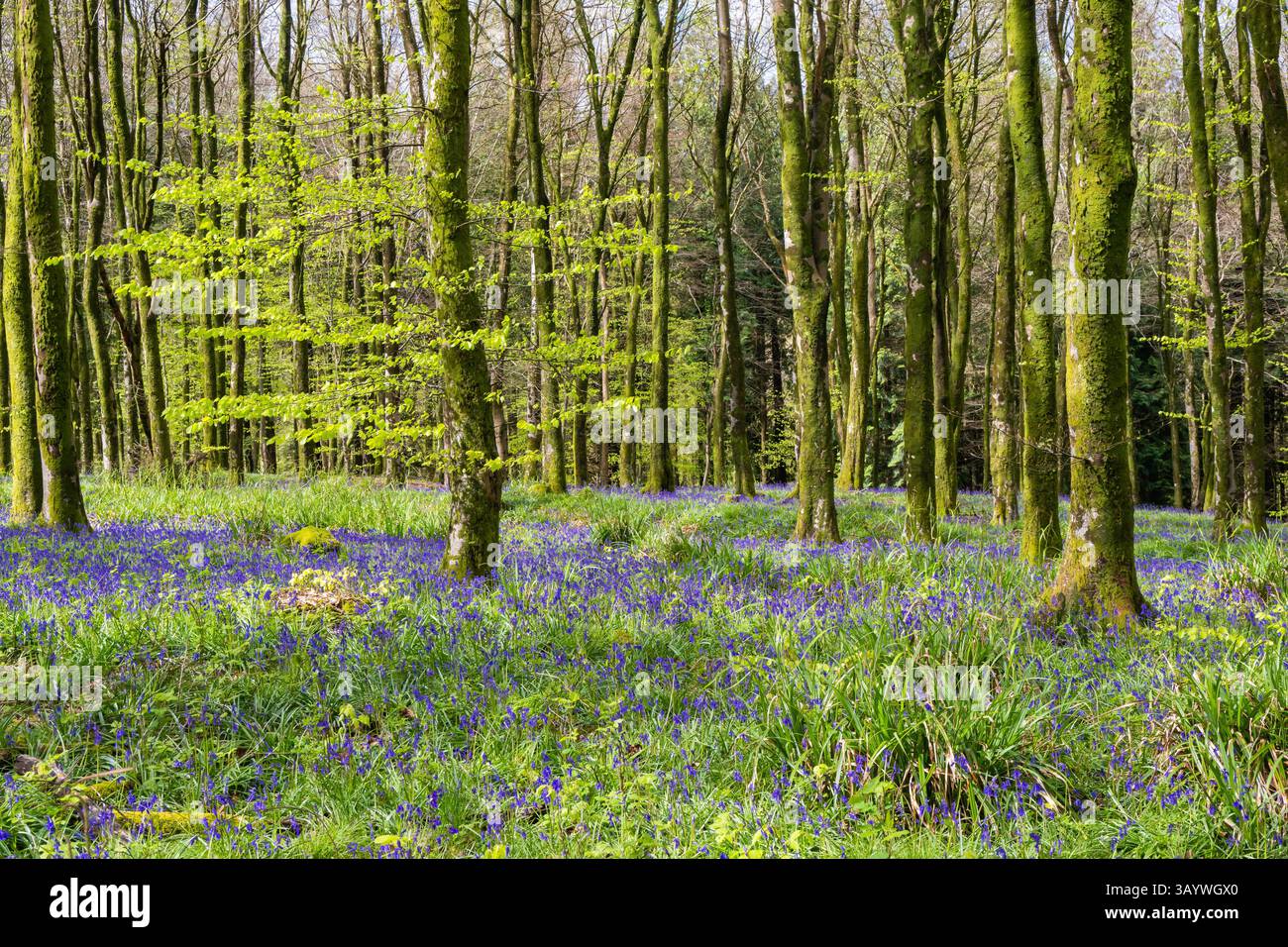 Hooke, Dorset, UK. 23rd April 2025. Bluebells carpet the woodland floor ...