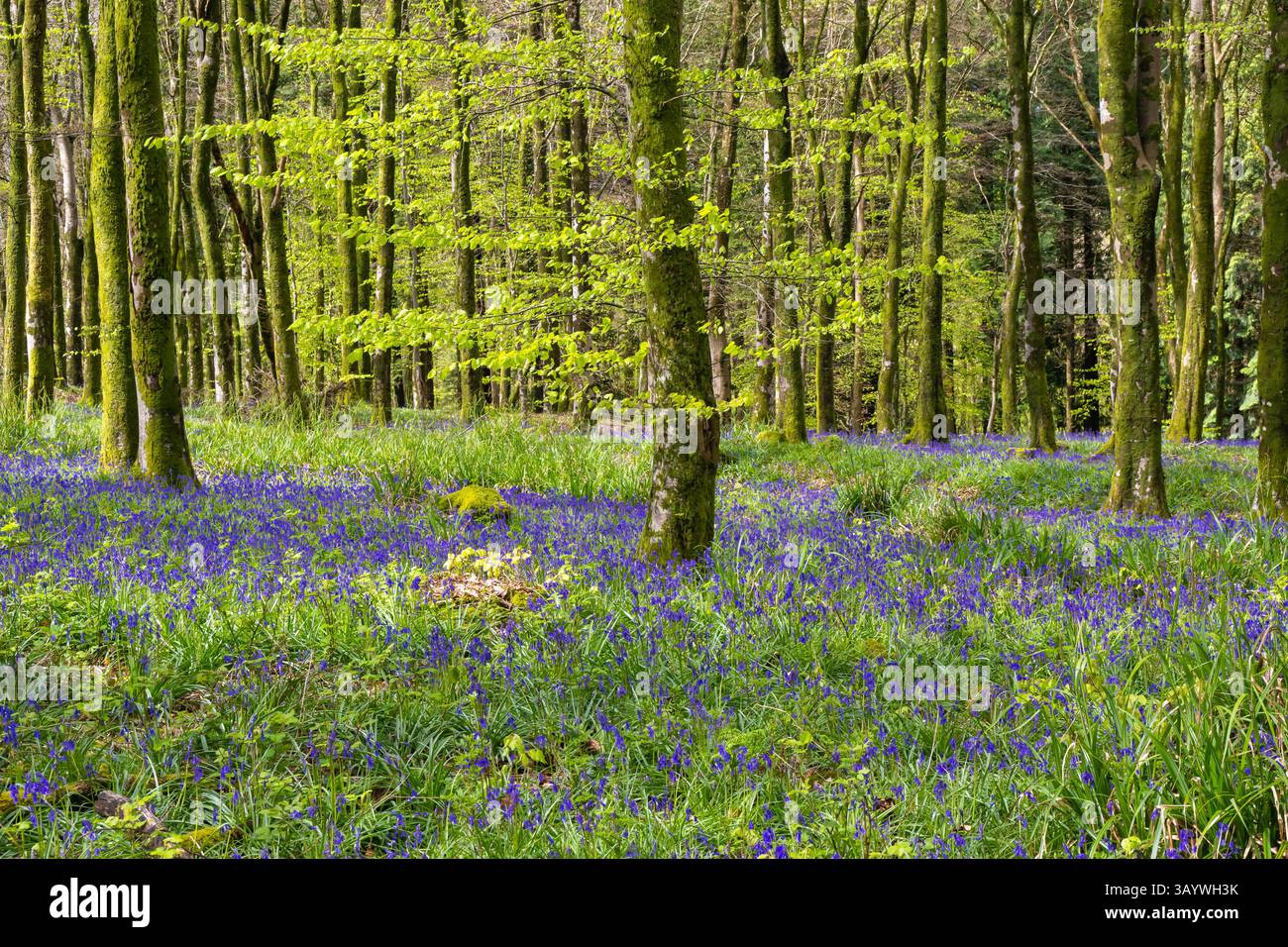 Hooke, Dorset, UK. 23rd April 2025. Bluebells carpet the woodland floor ...