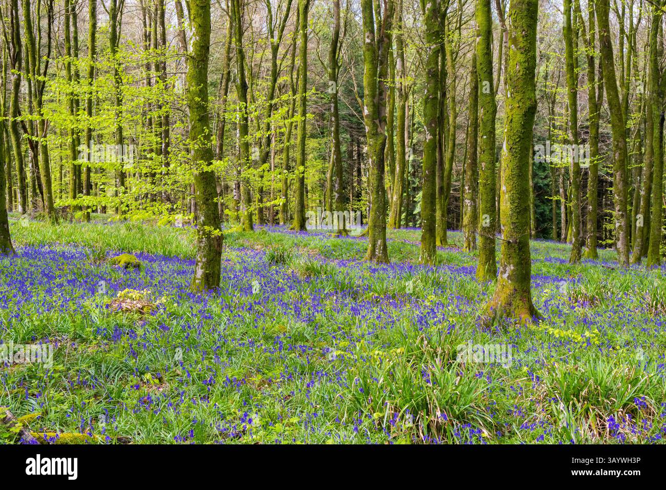 Hooke, Dorset, UK. 23rd April 2025. Bluebells carpet the woodland floor ...