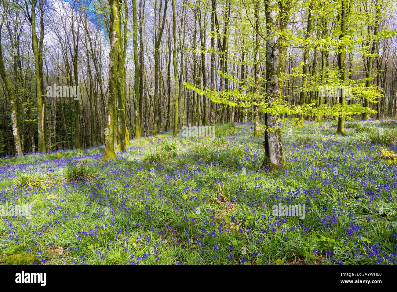 Hooke, Dorset, UK. 23rd April 2025. Bluebells carpet the woodland floor ...