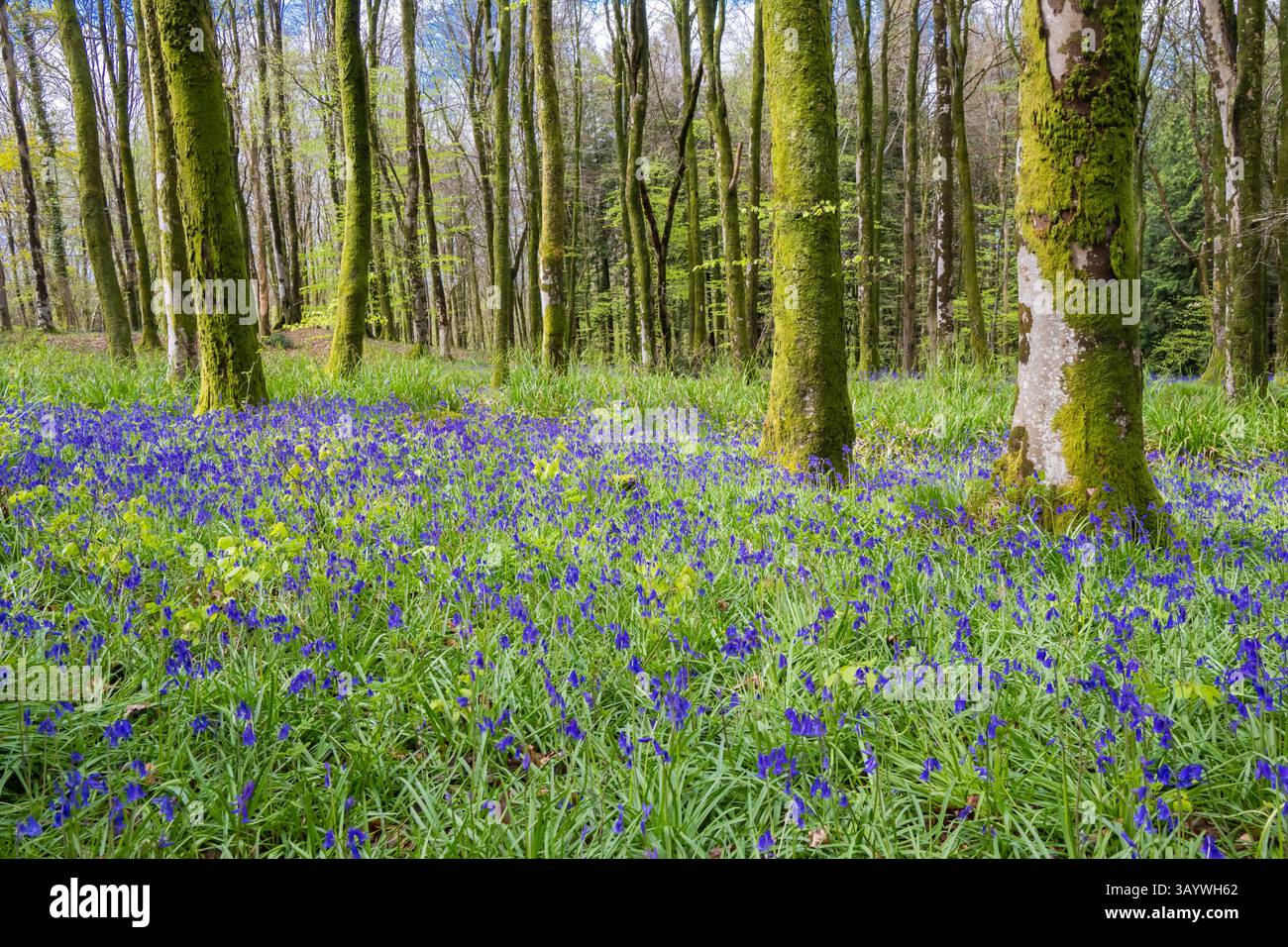Hooke, Dorset, UK. 23rd April 2025. Bluebells carpet the woodland floor ...