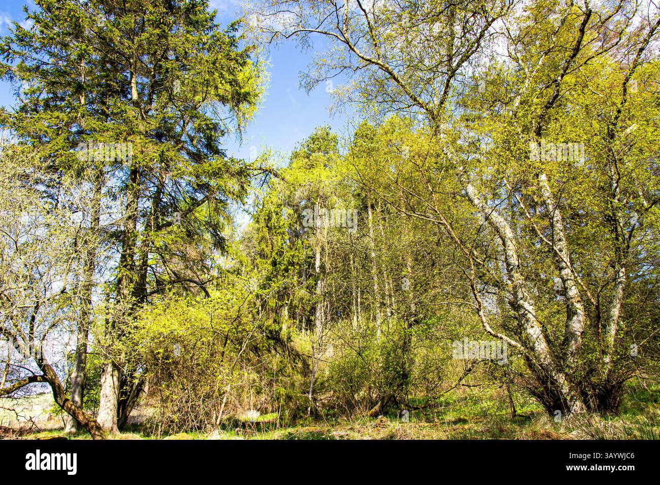 Dundee, Tayside, Scotland, UK. 23rd Apr, 2025. UK Weather: Warm and ...