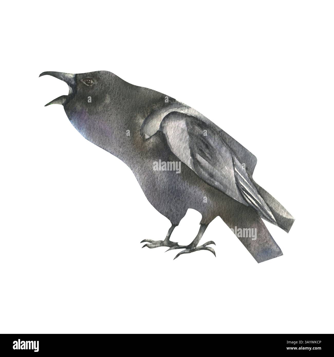Black raven watercolor illustration. Crow bird isolated clipart, wild ...
