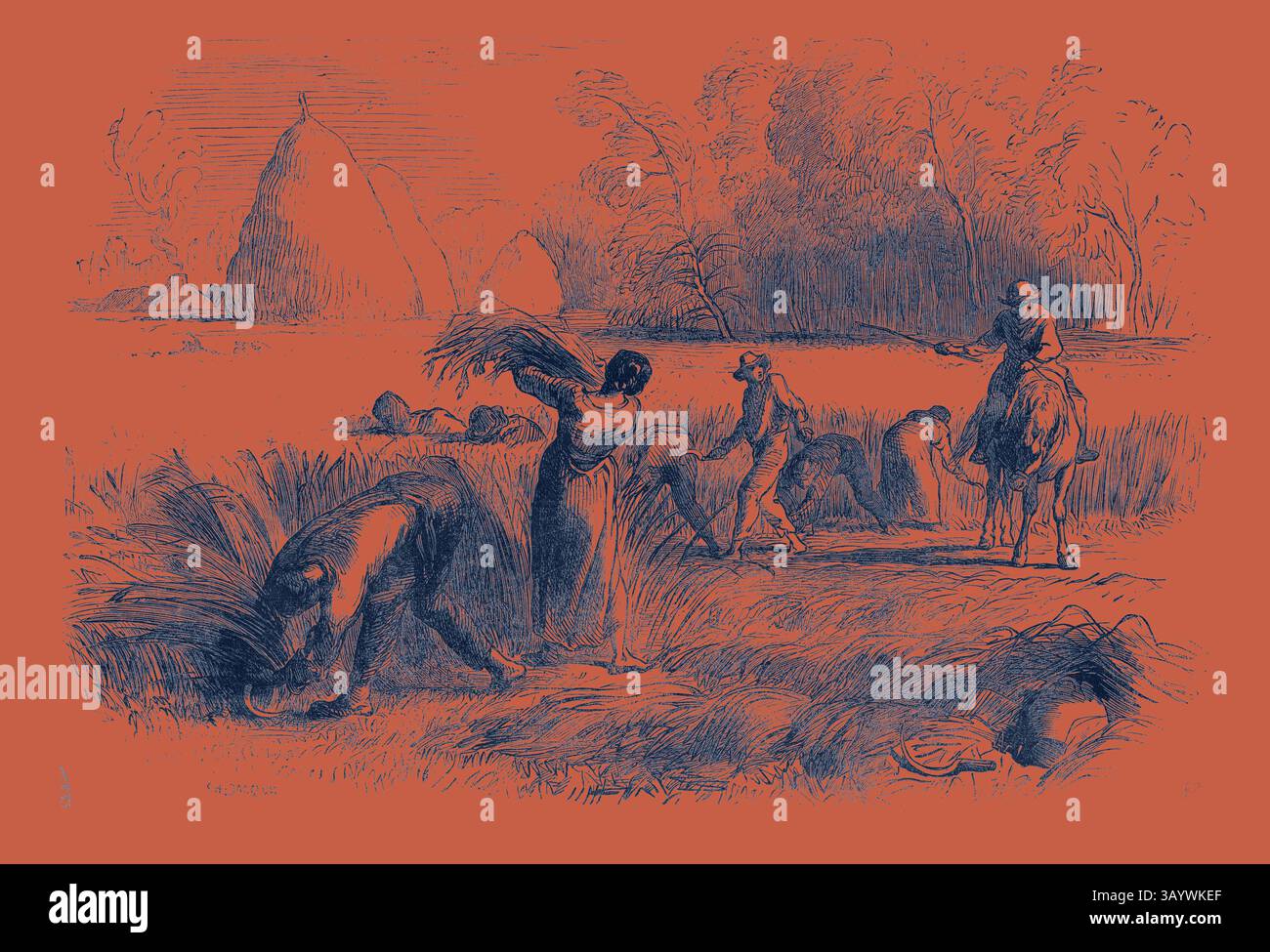 Farmers depicted harvesting crops hi-res stock photography and images ...