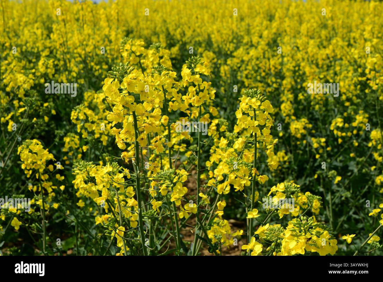 Villars Les Dombes, France. 09th Apr, 2025. Rapeseed fields in the Ain ...